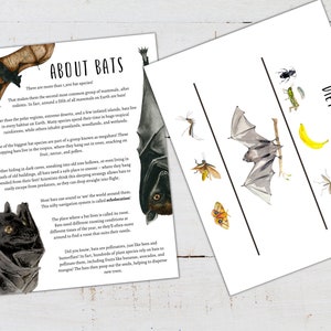 BAT Unit Study, Life Cycle, Anatomy, Nature Study, Science, Homeschool ...