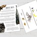 BAT Unit Study, Life Cycle, Anatomy, Nature Study, Science, Homeschool ...