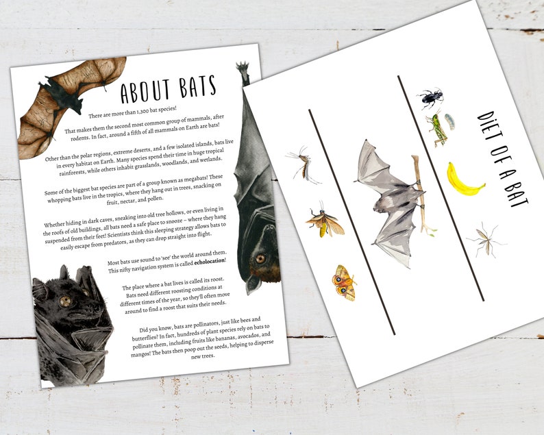 BAT Unit Study Life Cycle Anatomy Nature Study Science - Etsy UK