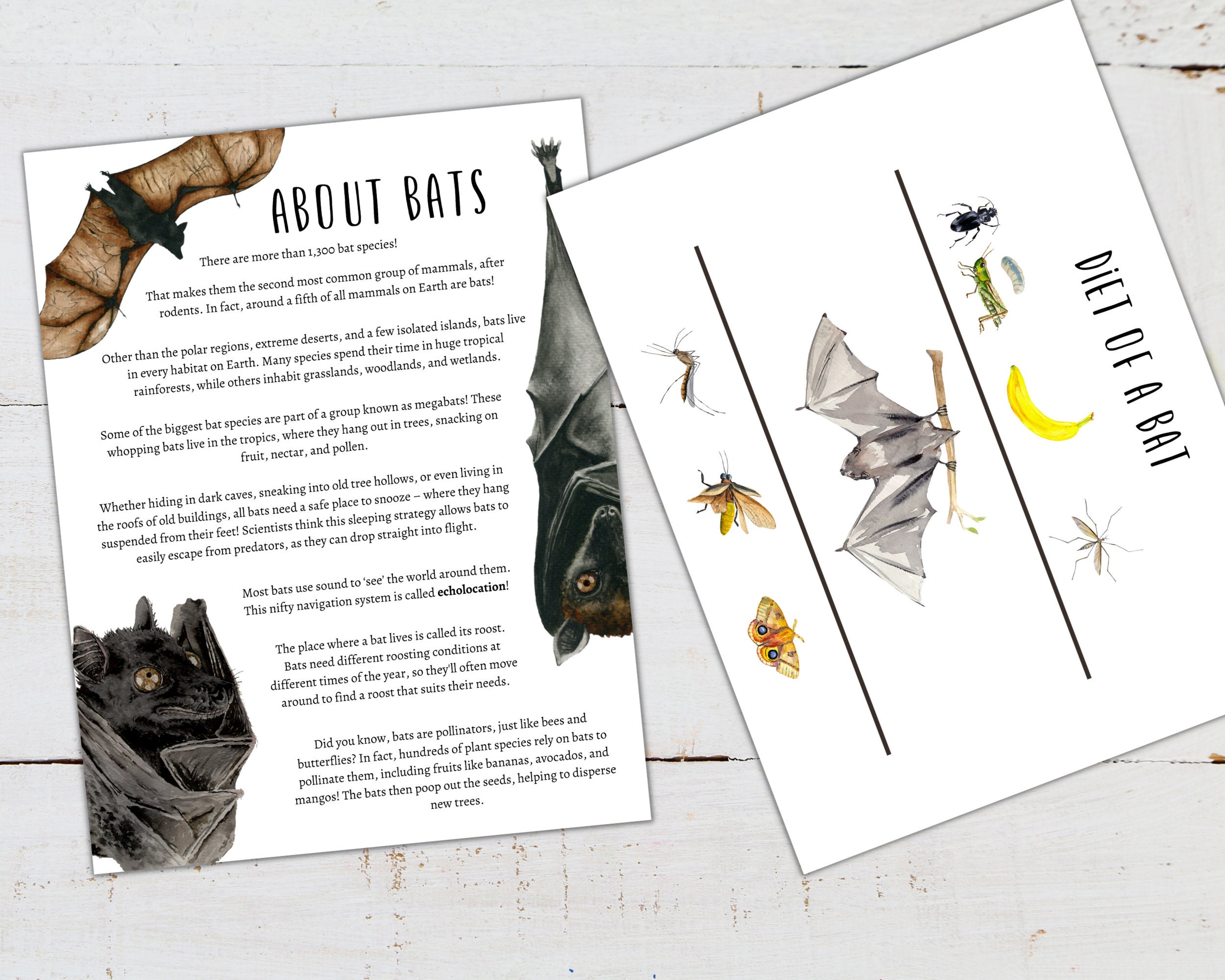 BAT Unit Study, Life Cycle, Anatomy, Nature Study, Science, Homeschool ...