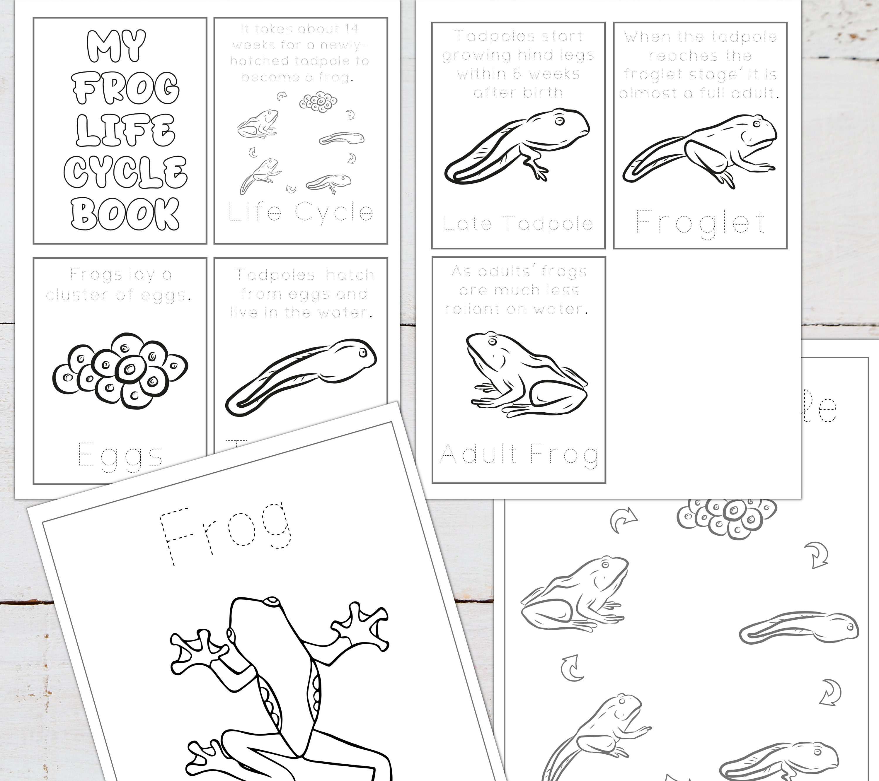 FROG Unit Study Life Cycle Anatomy Nature Study Science - Etsy