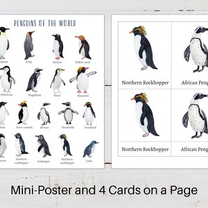 PENGUINS Mini Poster + 3-part Cards, 18 Penguins, Homeschool ...