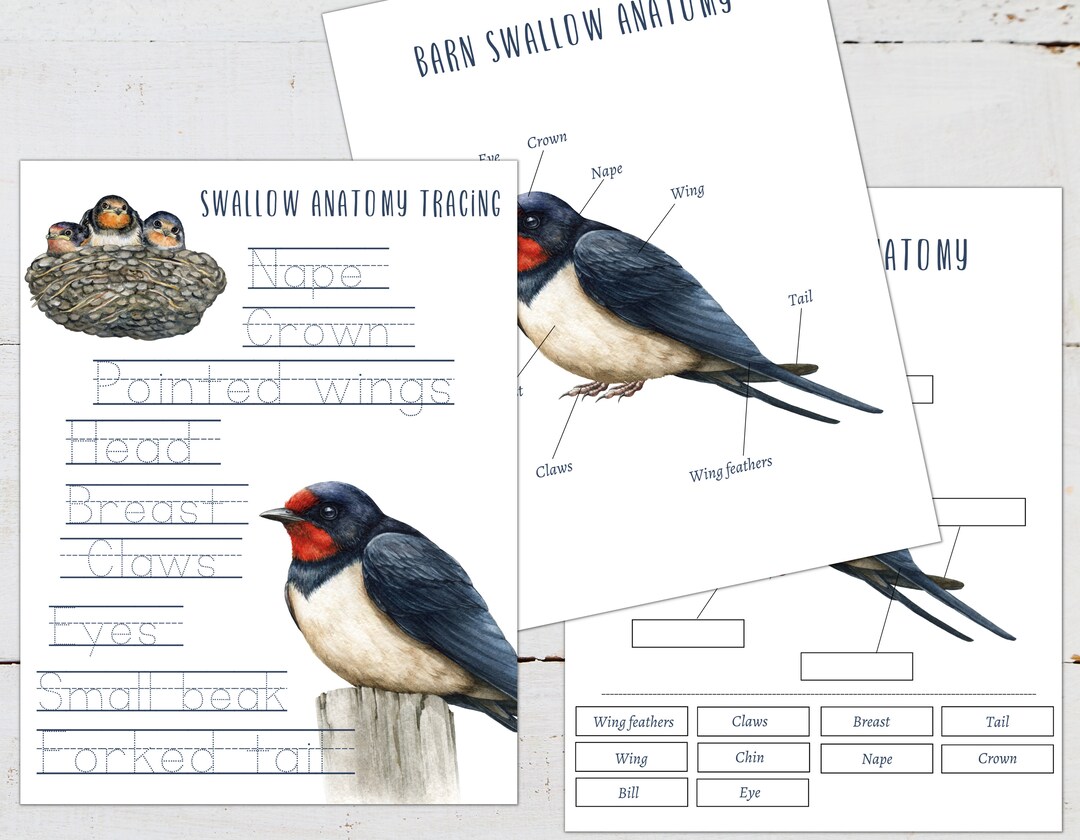 BARN SWALLOW Anatomy Poster, Labeling and Tracing Activity, Homeschool ...
