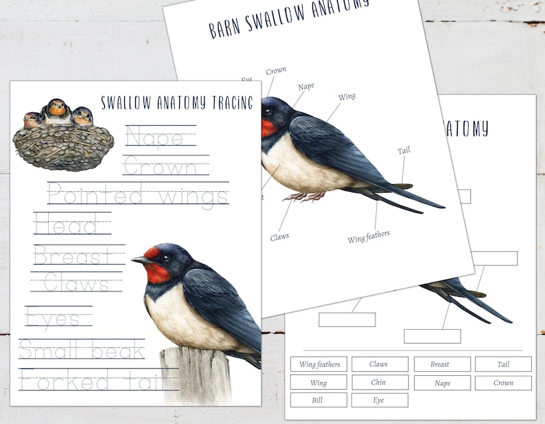 BARN SWALLOW Anatomy Poster, Labeling and Tracing Activity, Homeschool ...