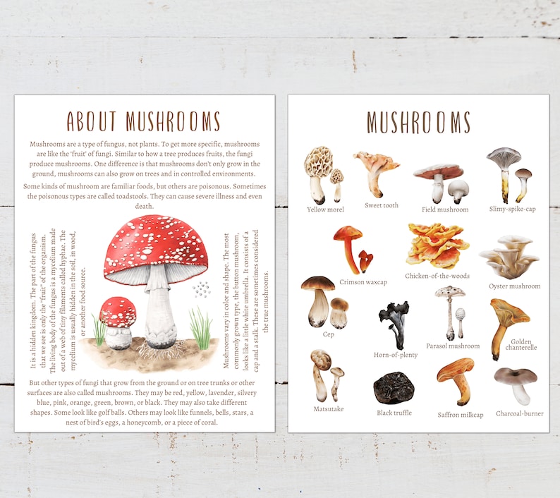 MUSHROOM Unit Study Life Cycle Anatomy Nature Study - Etsy