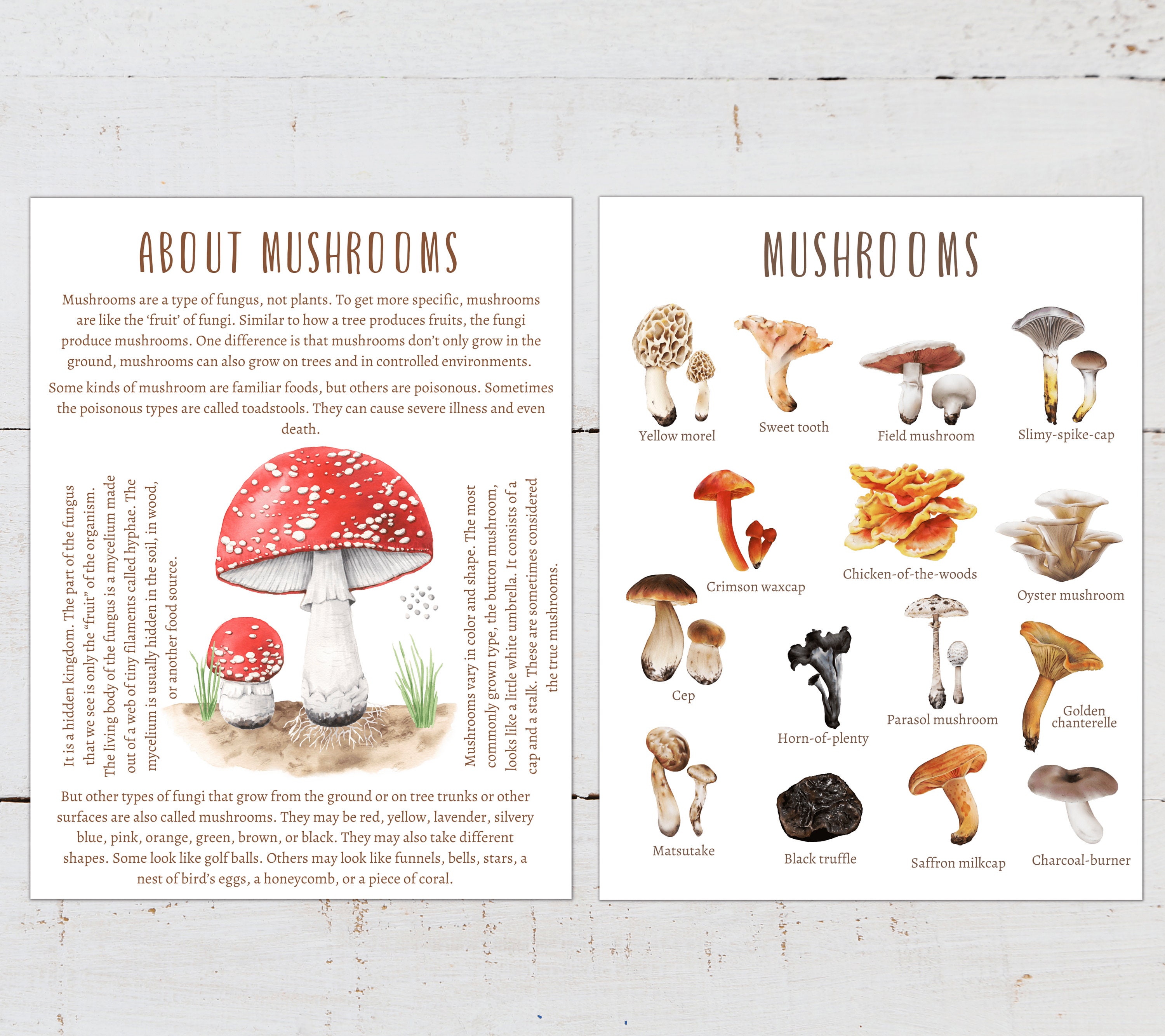 MUSHROOM Unit Study Life Cycle Anatomy Nature Study - Etsy