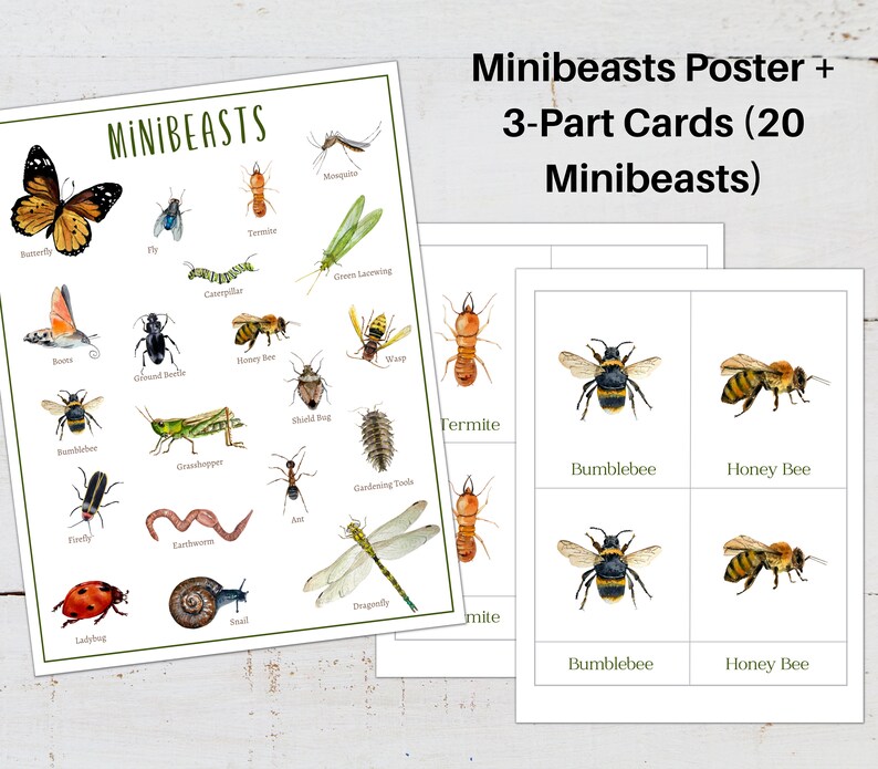 MINIBEASTS Pre-k and K Activity Pack Homeschool Digital - Etsy