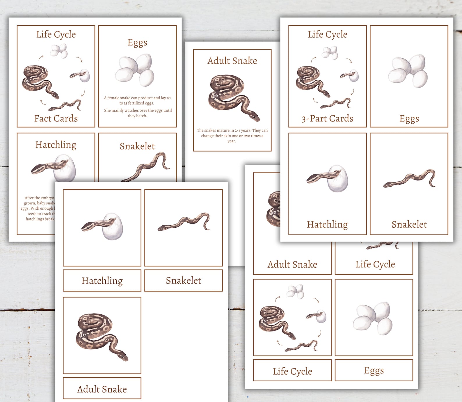 SNAKE Unit Study, Life Cycle, Anatomy, Nature Study, Science ...