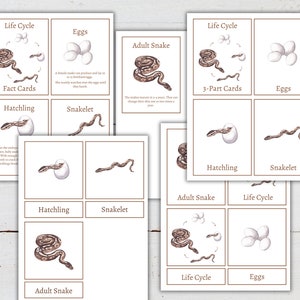 SNAKE Unit Study, Life Cycle, Anatomy, Nature Study, Science ...