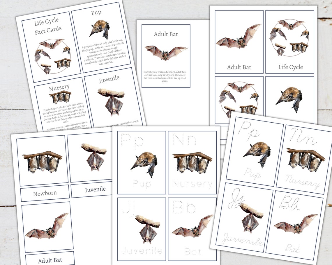 BAT Unit Study Life Cycle Anatomy Nature Study Science - Etsy UK
