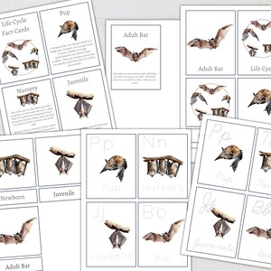 BAT Unit Study, Life Cycle, Anatomy, Nature Study, Science, Homeschool ...