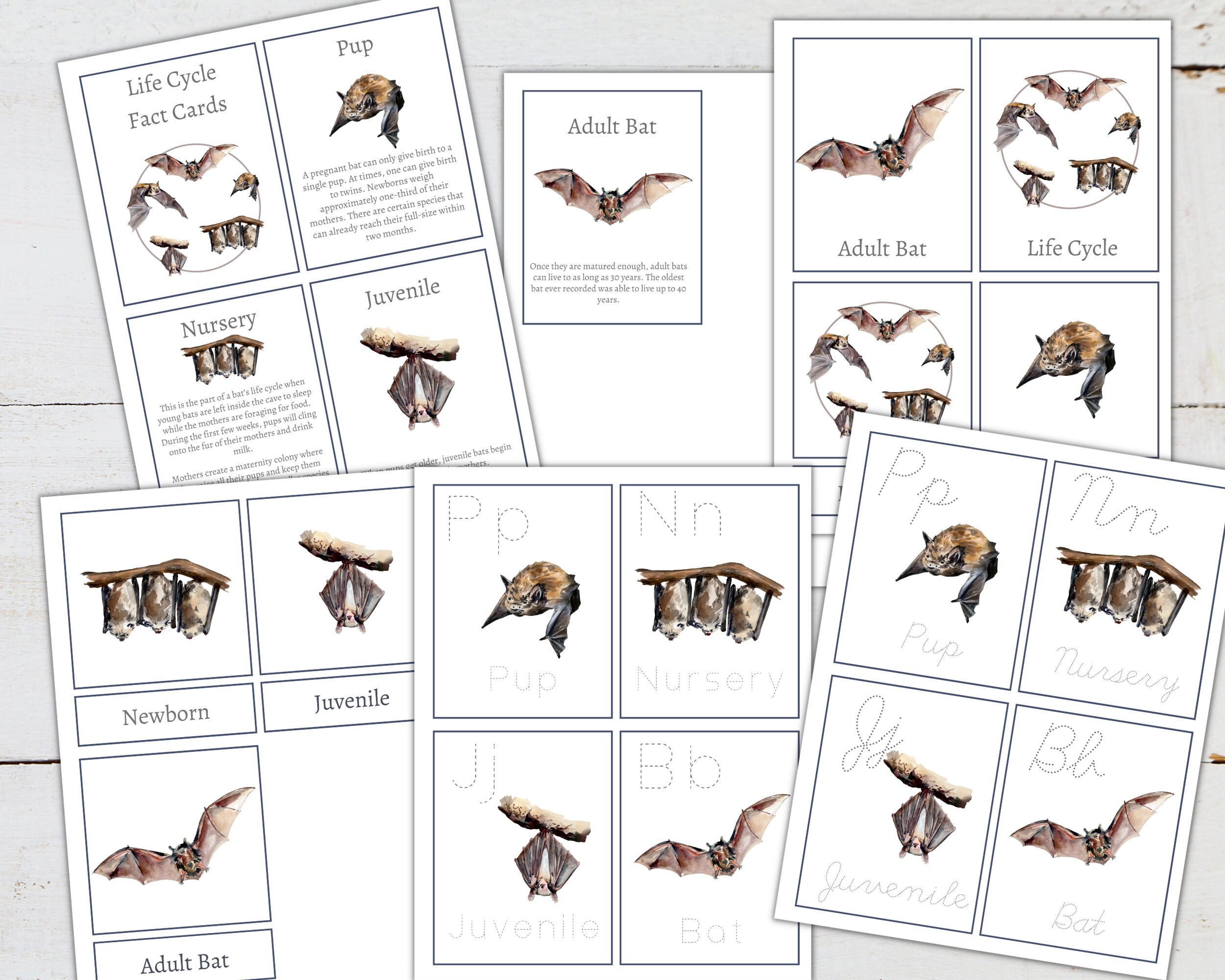 BAT Unit Study, Life Cycle, Anatomy, Nature Study, Science, Homeschool ...