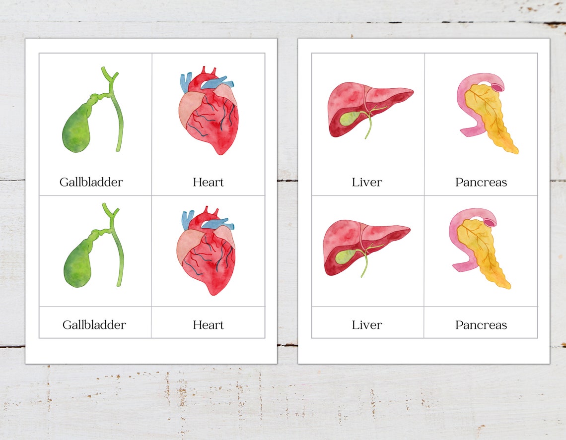 Human Organs Mini-poster + 3-part Cards, Homeschool, Montessori, Flash ...