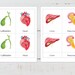 Human Organs Mini-poster + 3-part Cards, Homeschool, Montessori, Flash ...