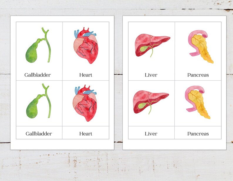 Human Organs Mini-poster + 3-part Cards, Homeschool, Montessori, Flash ...
