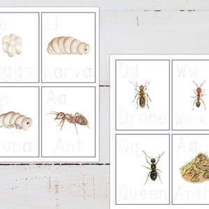 ANT Unit Study, Life Cycle, Anatomy, Nature Study, Science, Homeschool ...