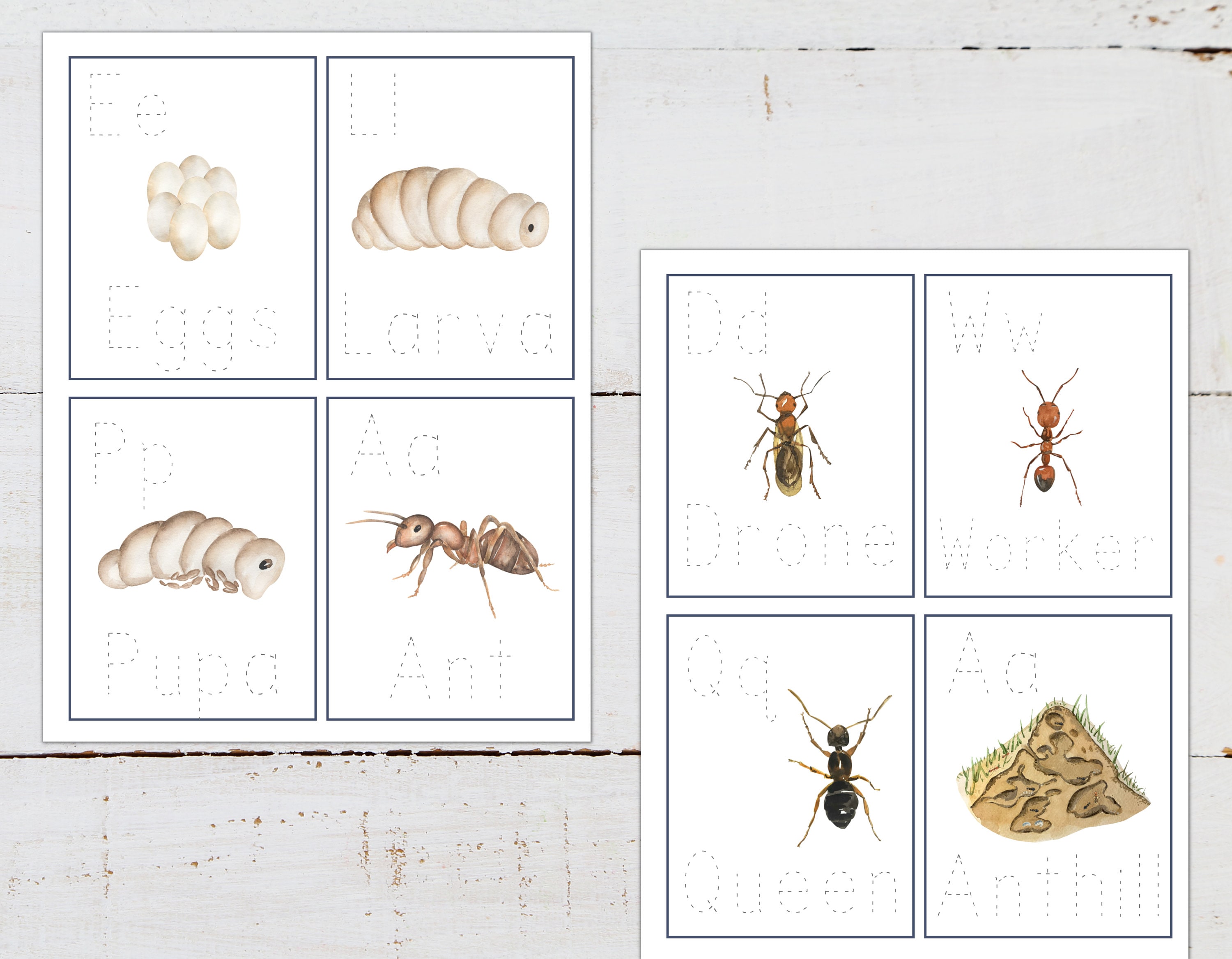 ANT Unit Study Life Cycle Anatomy Nature Study Science - Etsy Canada