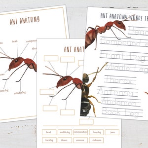 ANT Unit Study, Life Cycle, Anatomy, Nature Study, Science, Homeschool ...