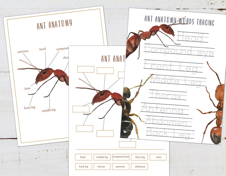 ANT Unit Study Life Cycle Anatomy Nature Study Science - Etsy