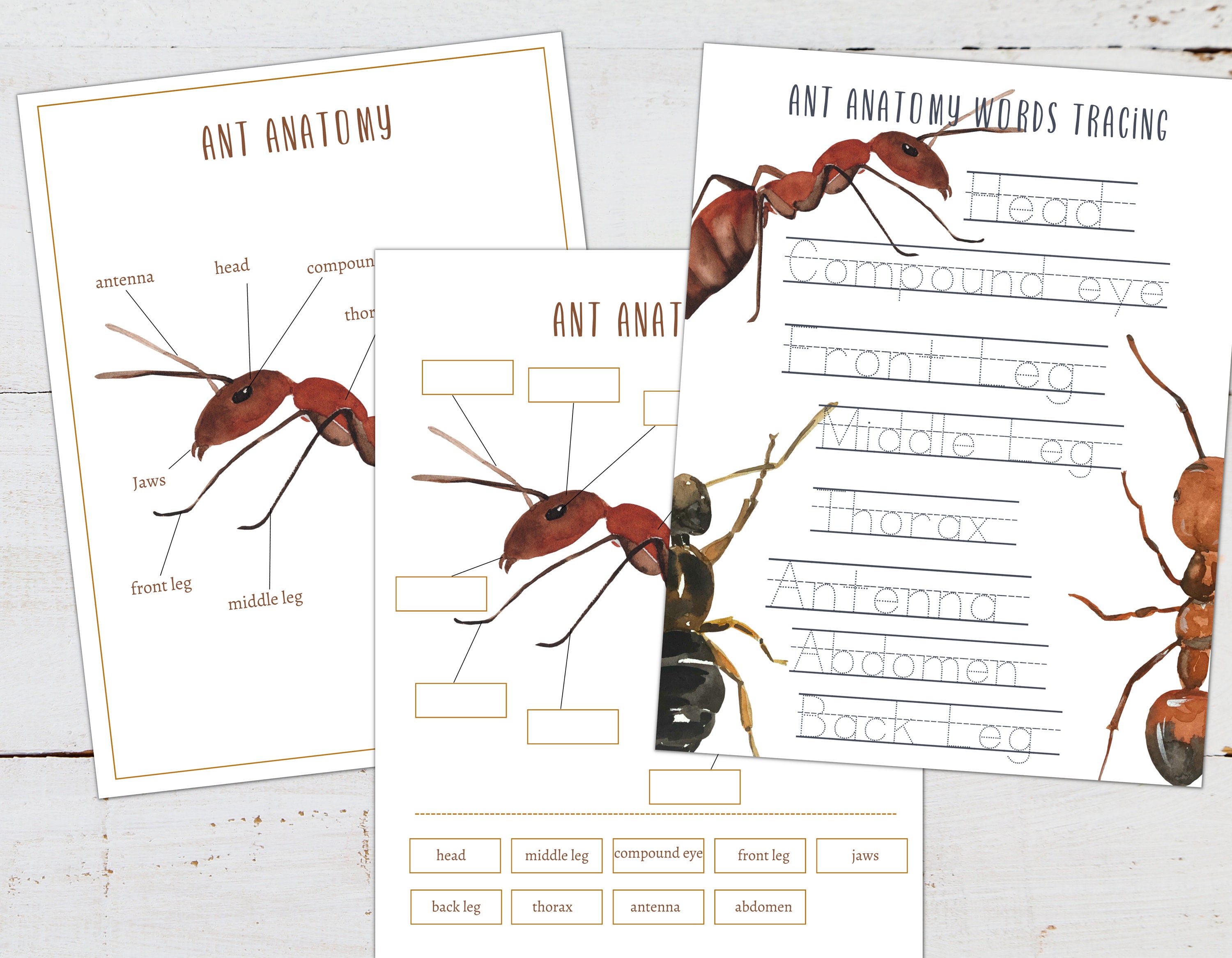ANT Unit Study Life Cycle Anatomy Nature Study Science - Etsy Canada