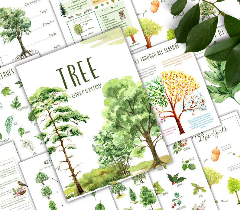 TREE Unit Study, Life Cycle, Anatomy, Nature Study, Science, Homeschool ...