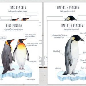 PENGUINS Unit Study, Life Cycle, Anatomy, Nature Study, Science ...