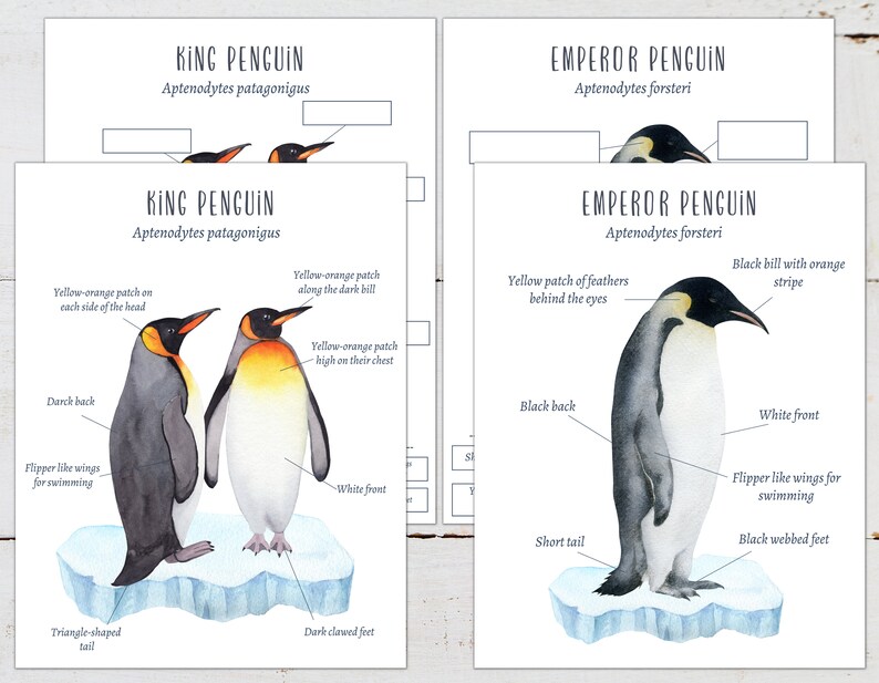 PENGUINS Unit Study Life Cycle Anatomy Nature Study - Etsy