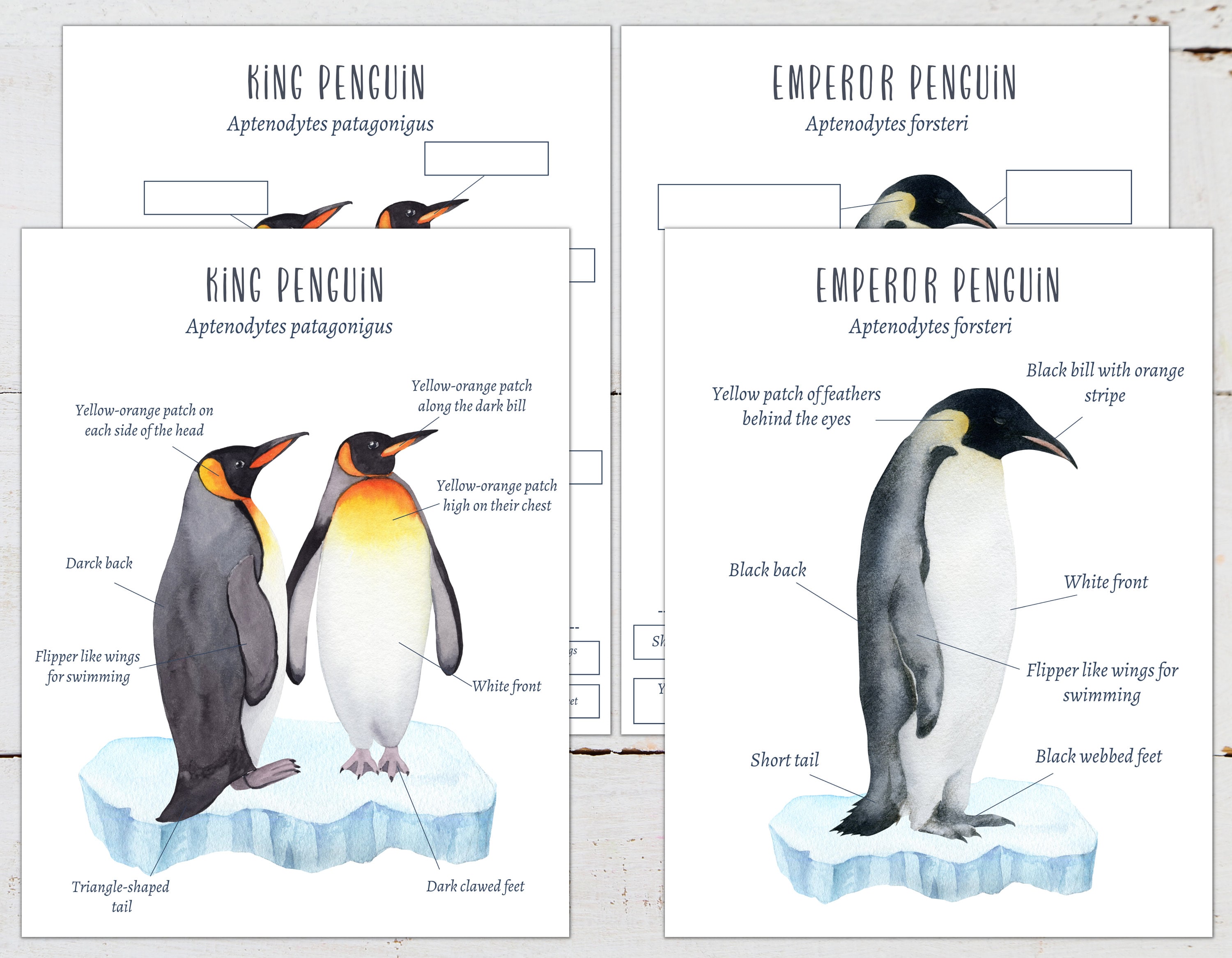 PENGUINS Unit Study Life Cycle Anatomy Nature Study - Etsy Singapore