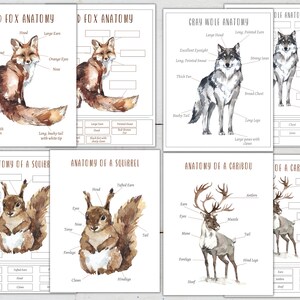 WINTER ANIMALS Unit Study, Life Cycle, Anatomy, Nature Study, Science ...