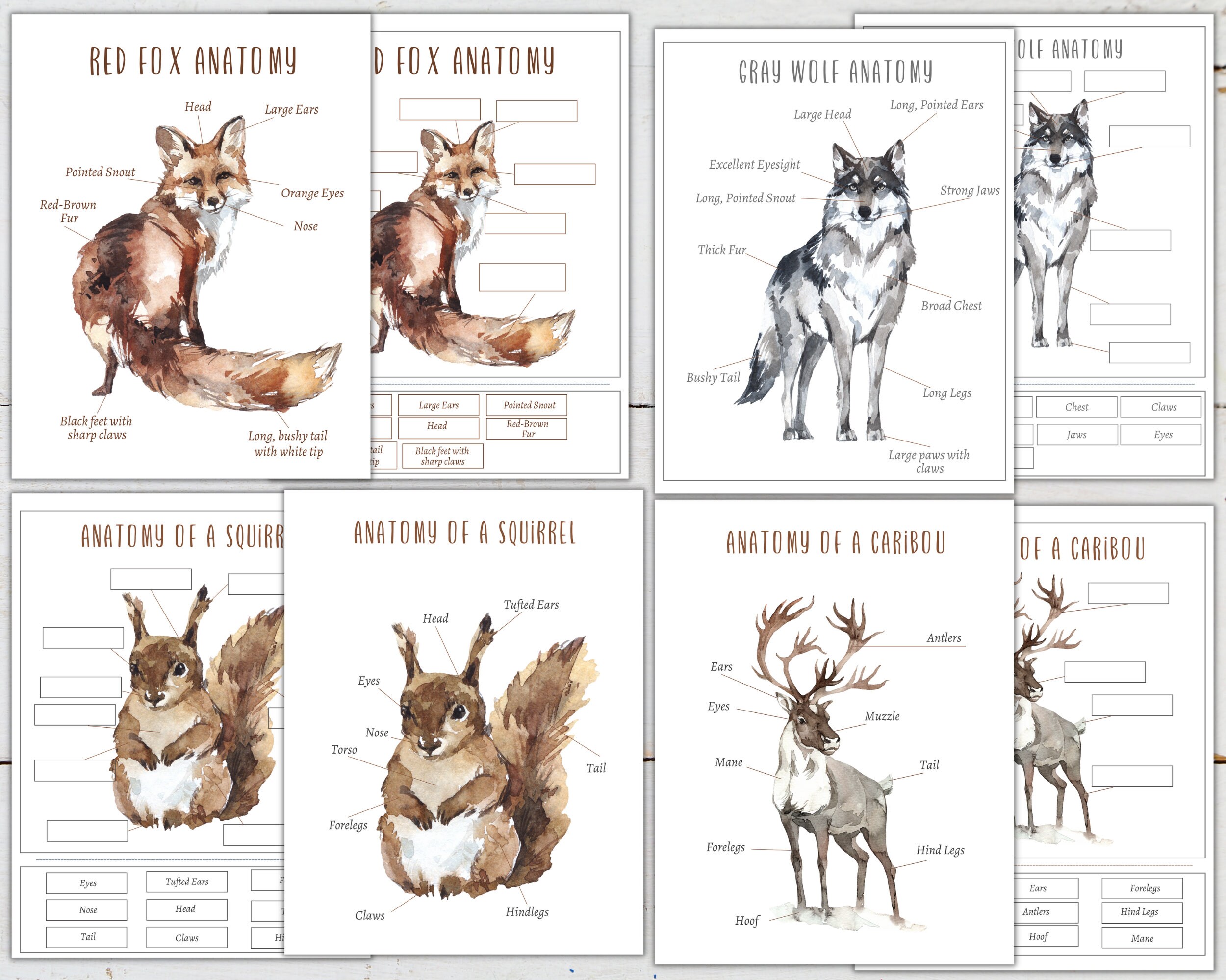 WINTER ANIMALS Unit Study, Life Cycle, Anatomy, Nature Study, Science ...