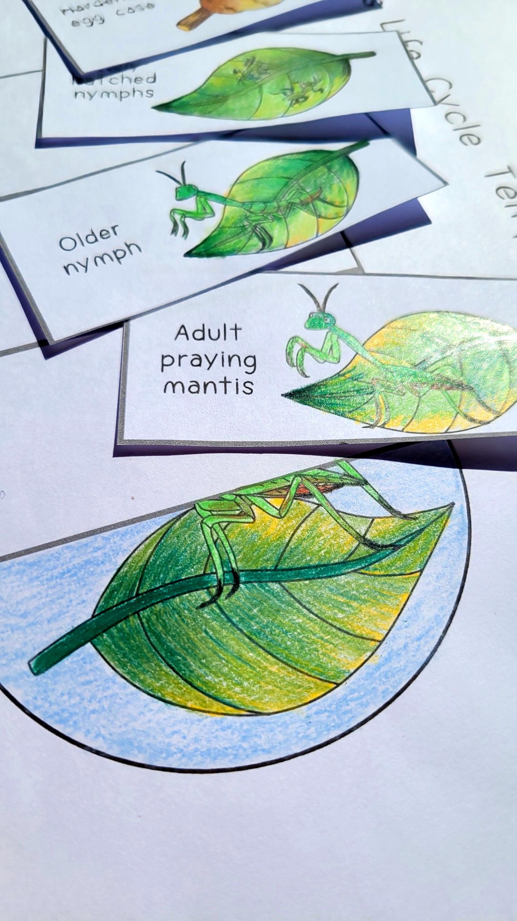 Praying Mantis Life Cycle Foldable Template, Kids' Science Craft, A4 ...