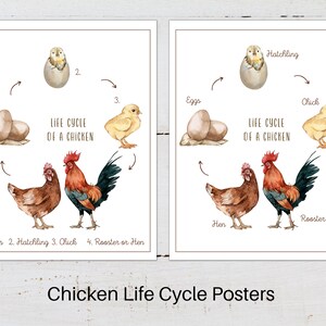CHICKEN Mini Unit Study, Life Cycle, Anatomy, Nature Study, Science ...