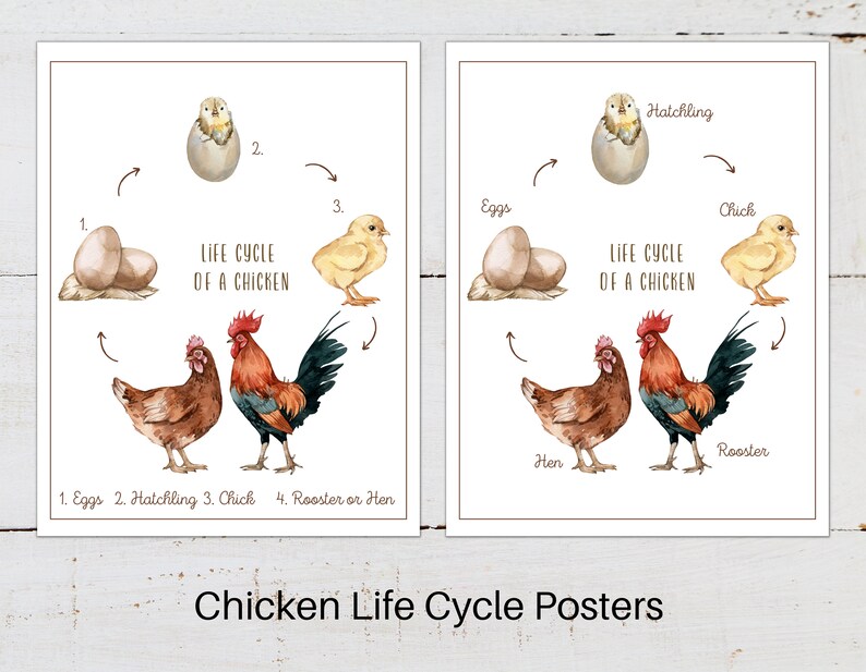 CHICKEN Mini Unit Study Life Cycle Anatomy Nature Study - Etsy