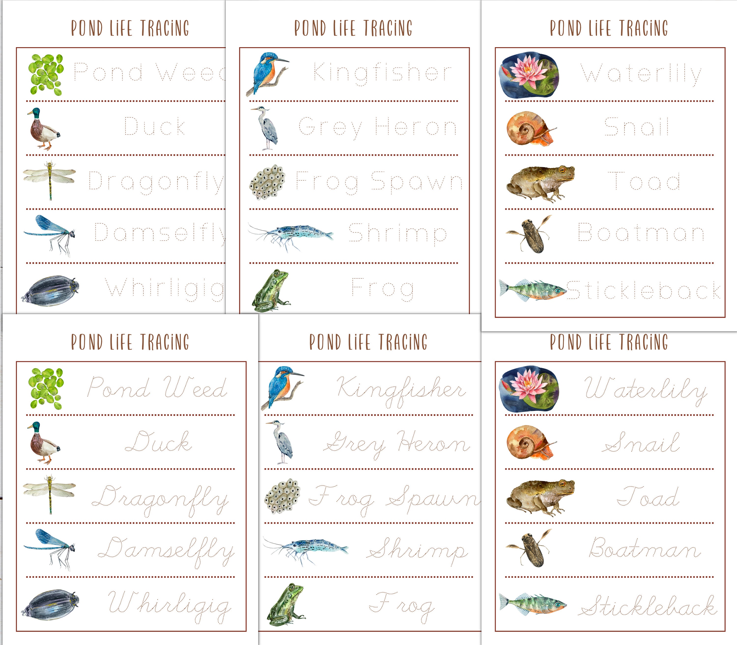 POND LIFE Unit Study Life Cycle Anatomy Nature Study - Etsy Australia