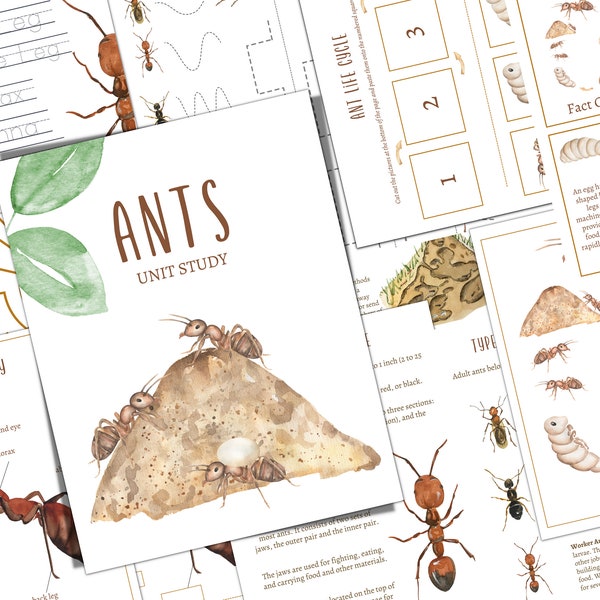 Montessori Ant - Etsy