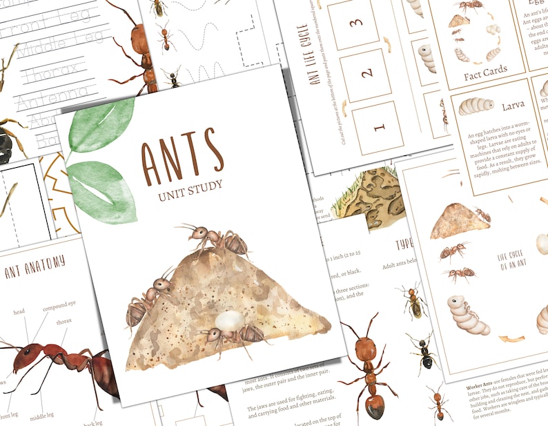 ANT Unit Study, Life Cycle, Anatomy, Nature Study, Science, Homeschool ...
