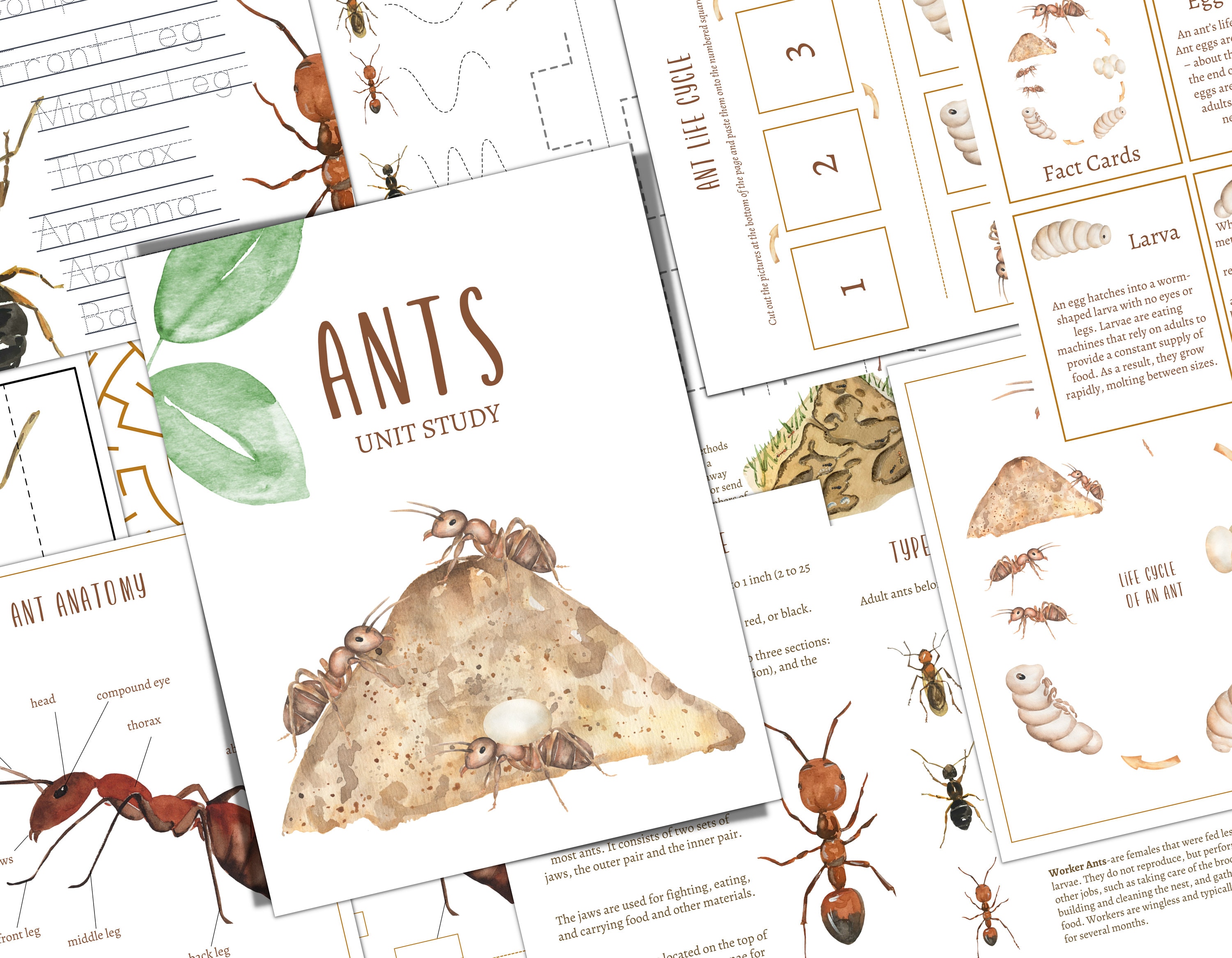 ANT Unit Study Life Cycle Anatomy Nature Study Science - Etsy Canada