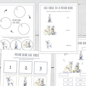 POLAR Bear Mini Unit Study, Life Cycle, Anatomy, Nature Study, Science ...