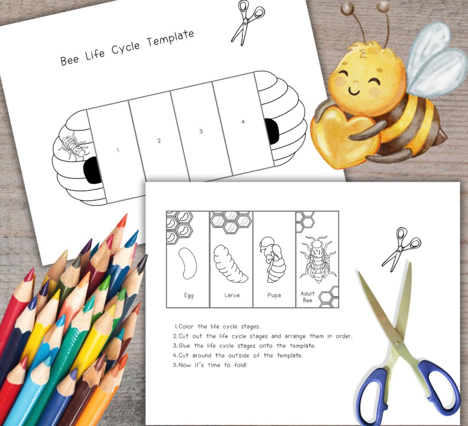 Bee Life Cycle, Honey Bee Sequence and Fold Kids' Science Craft, A4 and ...