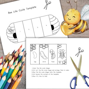 Bee Life Cycle, Honey Bee Sequence and Fold Kids' Science Craft, A4 and ...