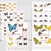 BUTTERFLY Unit Study, Life Cycle, Anatomy, Species, Nature Study ...