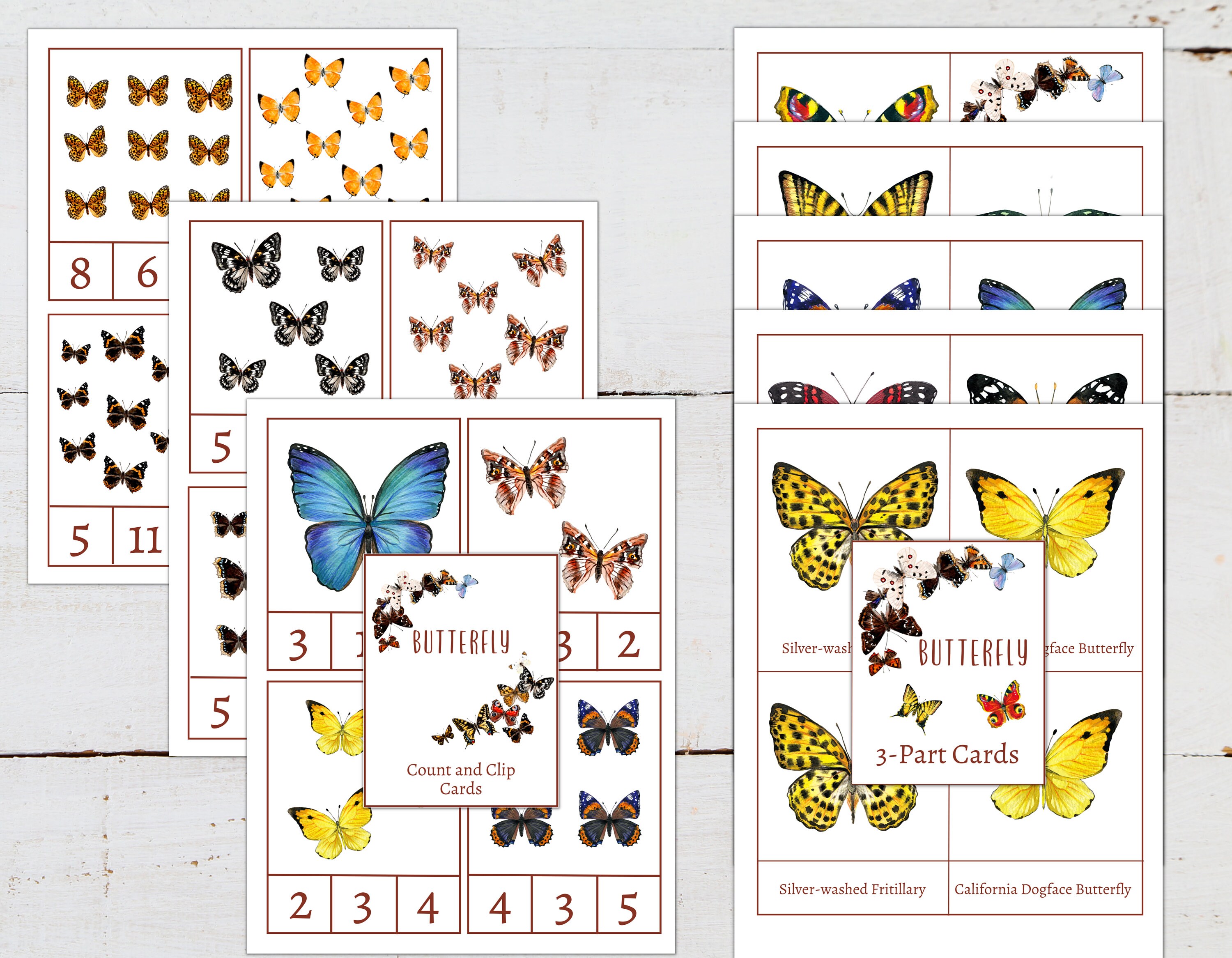BUTTERFLY Unit Study, Life Cycle, Anatomy, Species, Nature Study ...