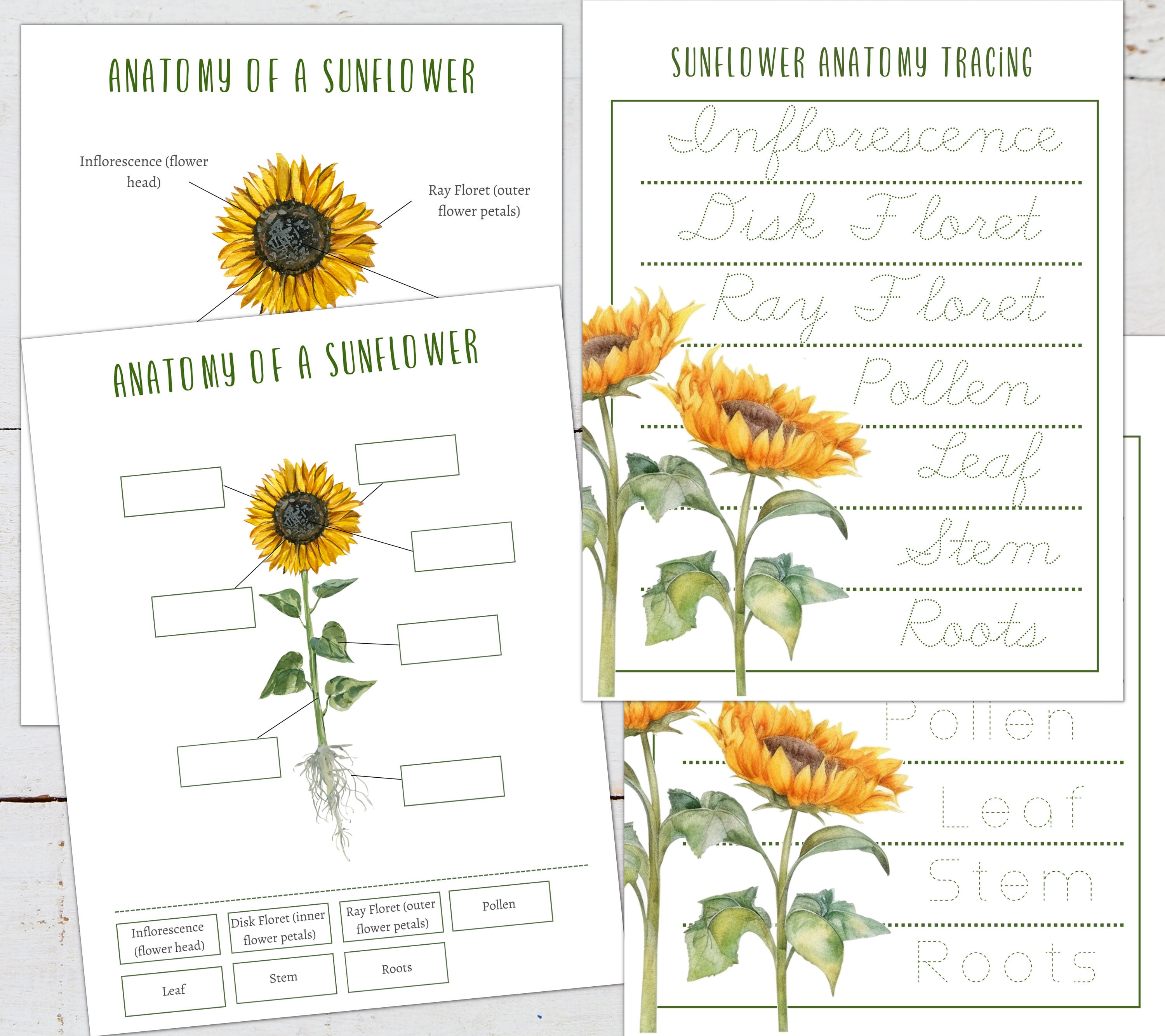 SUNFLOWER Unit Study, Life Cycle, Anatomy, Nature Study, Science ...