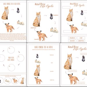RED FOX Mini Unit Study, Life Cycle, Anatomy, Nature Study, Science ...