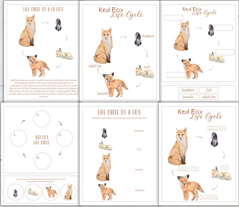 RED FOX Mini Unit Study, Life Cycle, Anatomy, Nature Study, Science ...