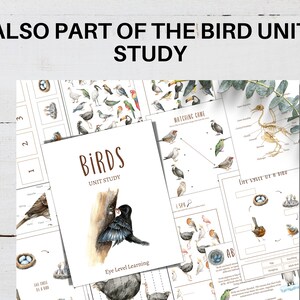 BIRD Skeleton Anatomy Poster, Labeling and Tracing Activity, Homeschool ...