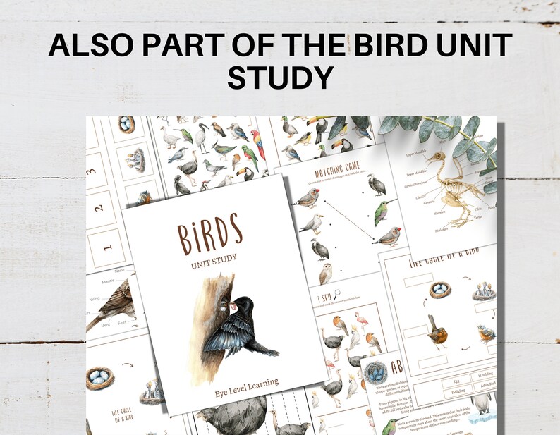 BIRD Skeleton Anatomy Poster, Labeling and Tracing Activity, Homeschool ...