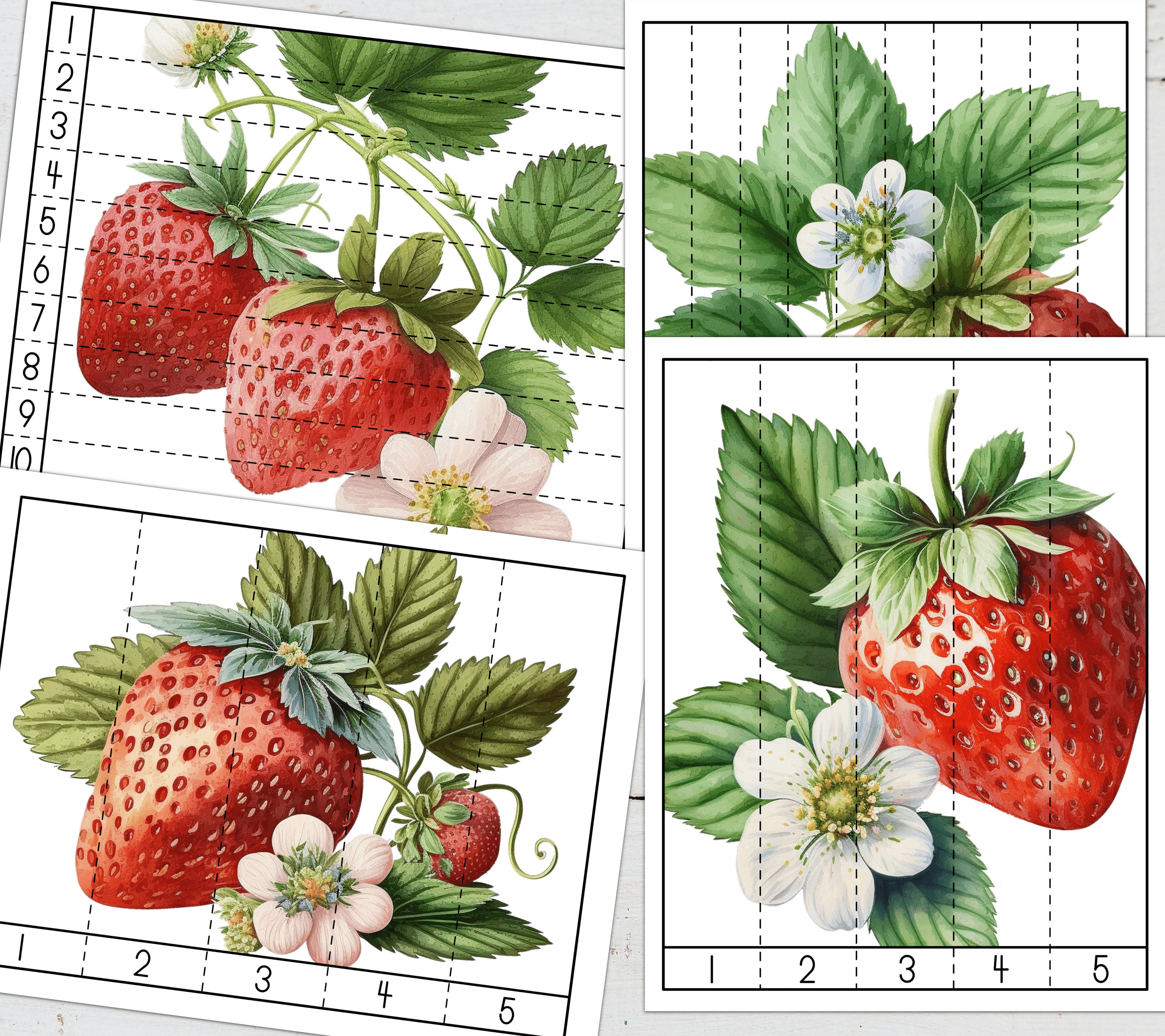 STRAWBERRY Unit Study Life Cycle Anatomy Nature Study - Etsy Canada