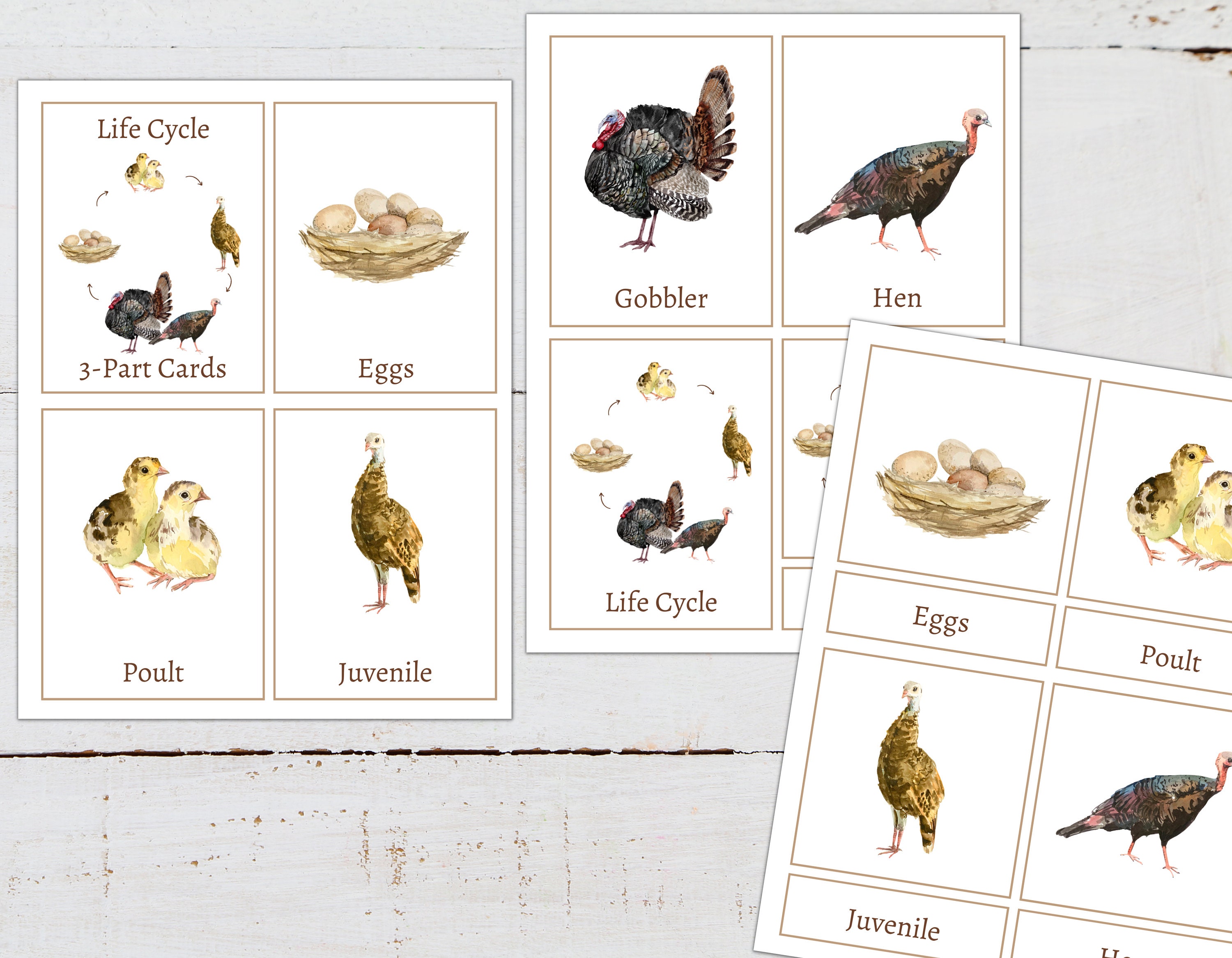 TURKEY Mini Unit Study, Life Cycle, Anatomy, Nature Study, Science ...