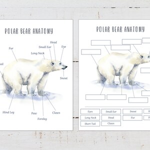 POLAR Bear Mini Unit Study, Life Cycle, Anatomy, Nature Study, Science ...